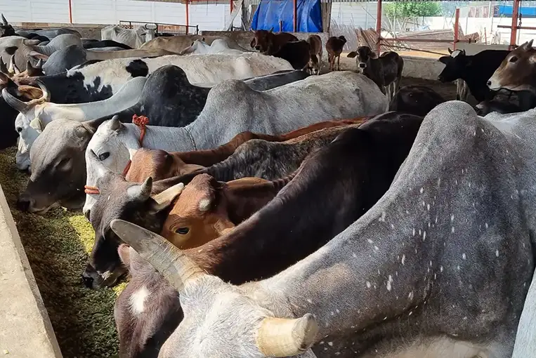 Gau Daan Donation | Donate for Cow Welfare & Treatment | Guardian of ...